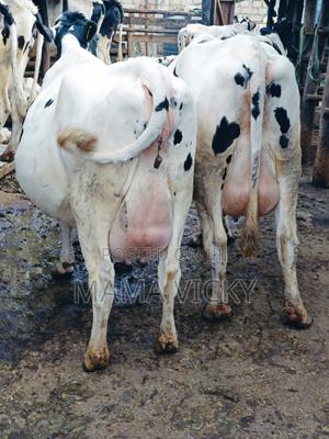 Pedigree Incalf Heifer's on Sale. in Githunguri - Farm Animals, Esther ...