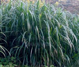 Packchong Super Nepier on Sale. in Githunguri - Farm Animals, Esther ...