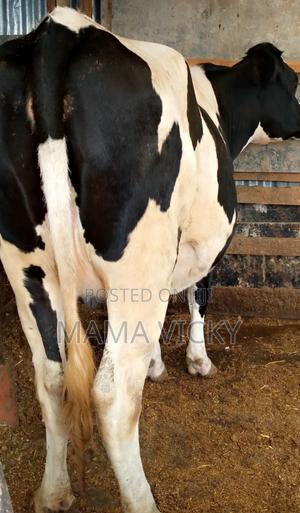 Giant Incalf Heifers Served With Sexed Semen. in Githunguri - Farm ...