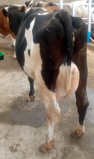 32ltrs Per Day Second Calving. in Githunguri - Farm Animals, Esther ...