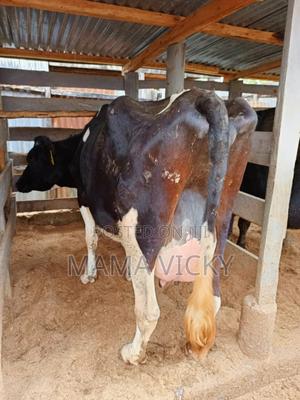Quality Breed 38ltrs Per Day. in Githunguri - Farm Animals, Esther ...