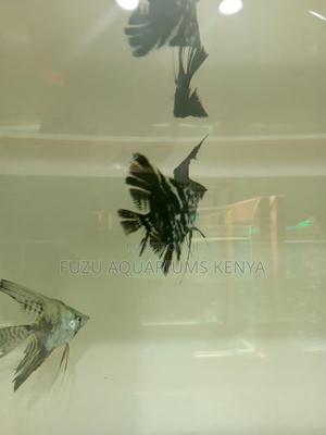 Large Angel Fish in Nairobi South - Fish, Fuzu Aquariums | Jiji.co.ke