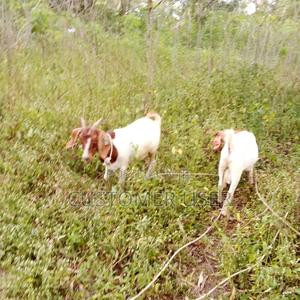 Boer Goats in Malaba Central - Farm Animals, Customer User | Jiji.co.ke