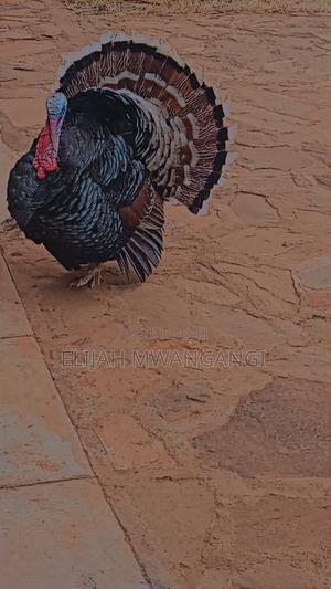 Bata Mzinga in Migwani - Farm Animals, Elijah Mwangangi | Jiji.co.ke