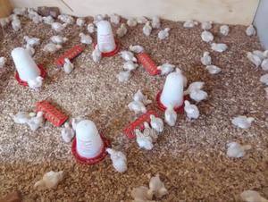 Bismillah Broilers Kenchic in Nairobi Central - Farm Animals, Ali ...