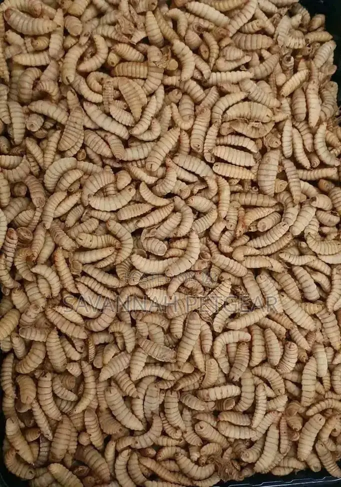 Black Soldier Fly Maggot to Feed Fish and Livestock - 20kg - Savannah ...