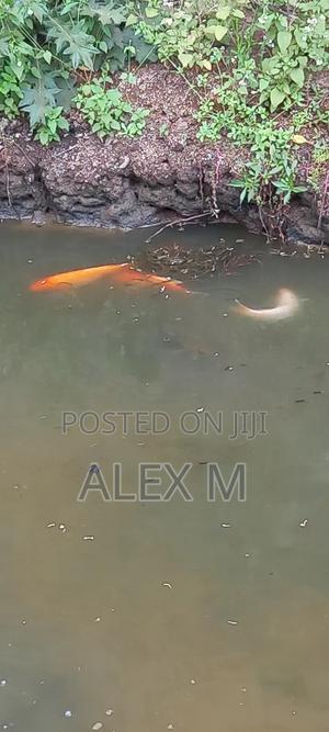 Koi Fish for Sale in Juja - Farm Animals, Alex M | Jiji.co.ke