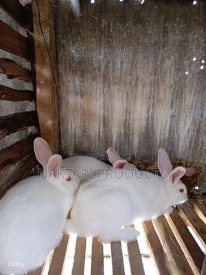 3 Months Old Rabbits in Kitengela - Farm Animals, Kigen Naktari | Jiji ...