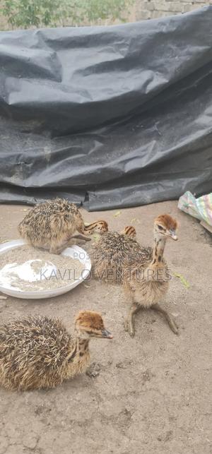 Ostrich Chicks in Embakasi - Farm Animals, Pius Munene | Jiji.co.ke