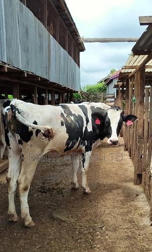 Premium Incalf Heifer in Githunguri - Farm Animals, Dairy Kenya Ltd ...