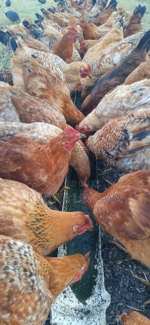 Free Range Pastured 'Kienyeji' Chickens in Ongata Rongai - Farm Animals ...