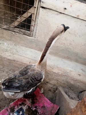 Lion Head Goose Male in Thika - Farm Animals, Gilbert Justus | Jiji.co.ke