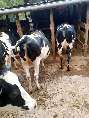 Super Pedigree Incalf Heifers 5 to 8 Months Available in Githunguri ...