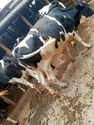 Super Pedigree Incalf Heifers 5 to 8 Months Incalf Available in ...