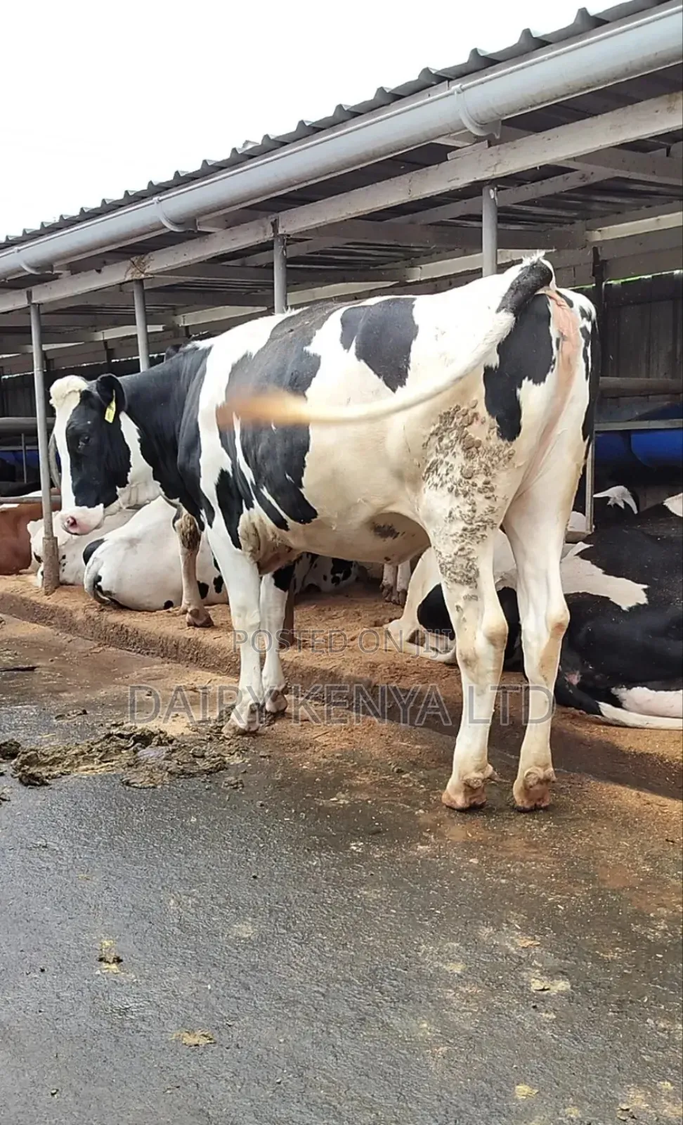 Huge Holstein Heifer in Githunguri - Farm Animals, Dairy Kenya Ltd ...
