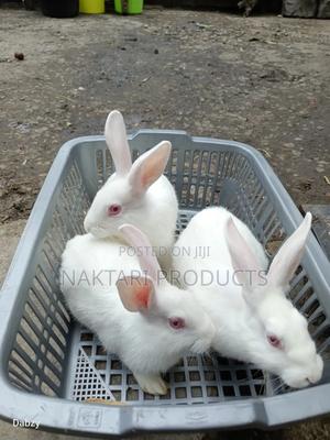 New Zealand White 3 Months Old Rabbits in Kitengela - Farm Animals ...