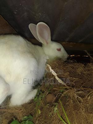 Pure California White and New Zealand Rabbits in Njoro - Farm Animals ...