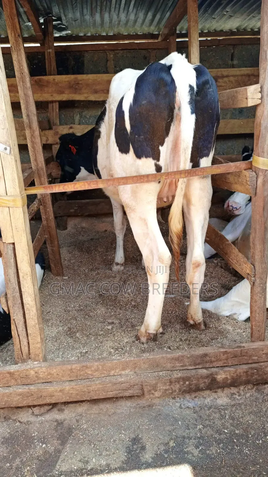 Gmac Cow Breeders in Githunguri - Farm Animals, Gmac Cow Breeders ...