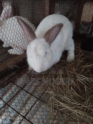 New Zealand White Rabbits Mature Breeders 4 to 5 Months in Githurai ...