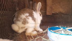 Hybrid Rabbit Buck in Kahawa West - Farm Animals, William Tabaiki ...