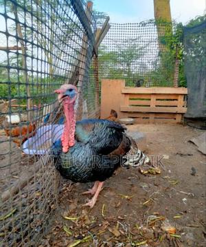Mature Toms in Athi River - Farm Animals, Viatu Republik | Jiji.co.ke