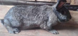 Flemish Giant Mature Female Rabbits in Githurai - Farm Animals, Davis ...
