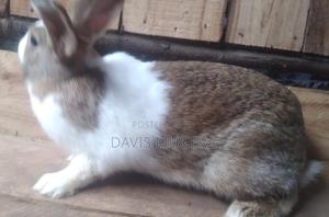Dutch Female Rabbits in Githurai - Farm Animals, Davis Mugera | Jiji.co.ke