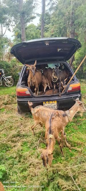 Goat Delivery in Thika - Farm Animals, Macharia Wa Hay | Jiji.co.ke