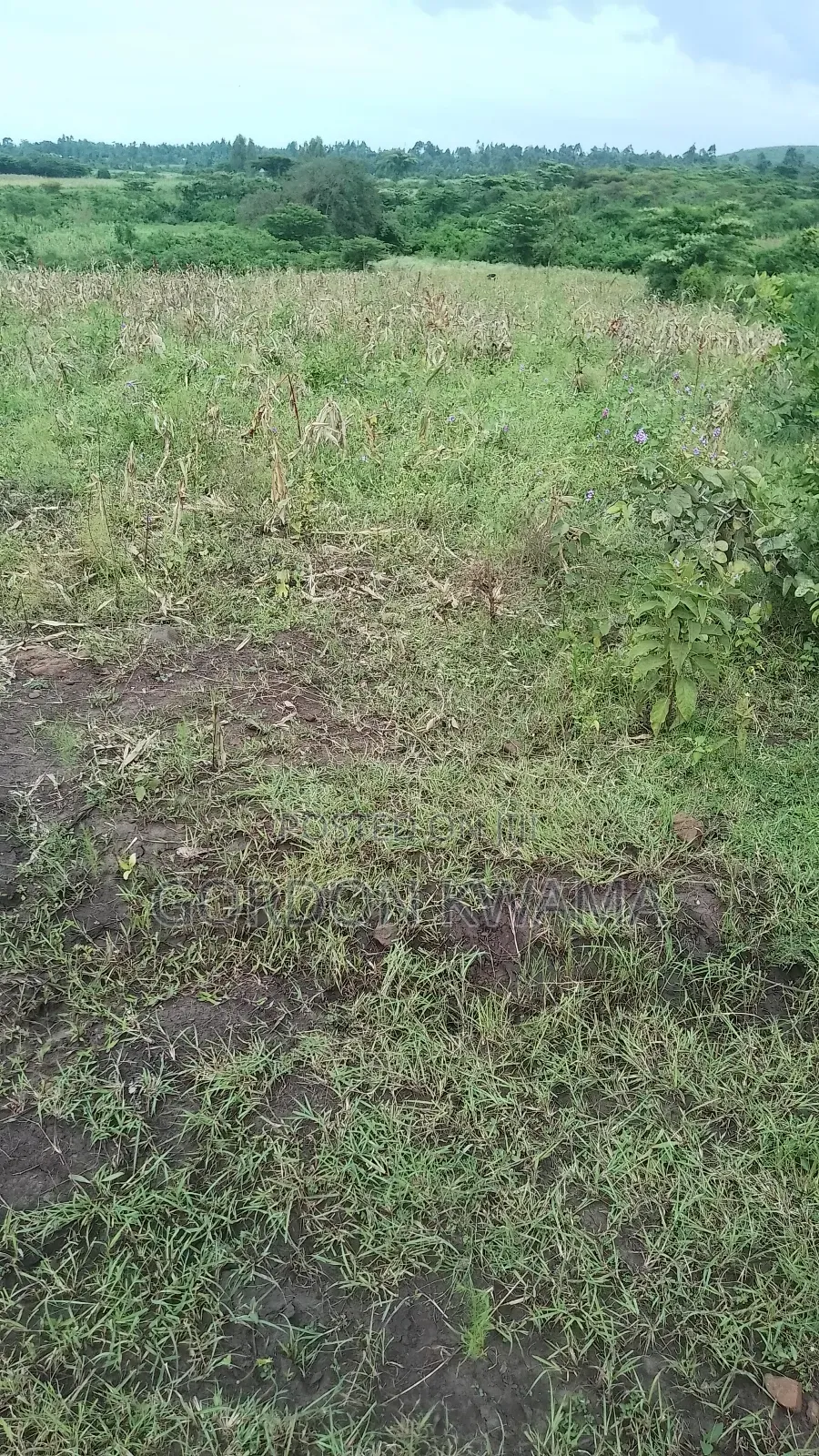 Homabay/Kodhitha1394 in Homa Bay East - Land & Plots for Sale, Gordon ...