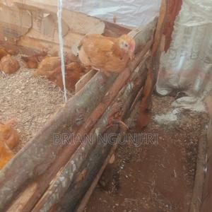 Kenbro and Broiler Poultry in Limuru - Farm Animals, Brian Ngunjiri ...