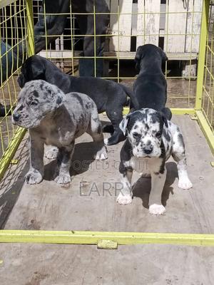 1-3 months Female Purebred Great Dane in Karen - Dogs & Puppies, Larry ...