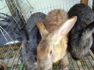 Hybrid Rabbits 5 Month Old Males in Nyali - Farm Animals, Diggs Goerge ...