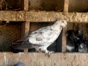 Home Pigeons in Nakuru Town East - Birds, S Kamiano | Jiji.co.ke