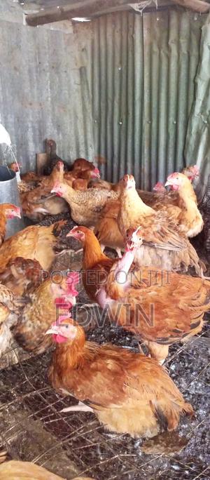 Mature Kenbro Kienyeji Chicken in Ruiru - Farm Animals, Edwin John ...
