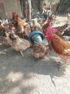 Kenbro Laying Hens in Shirere - Farm Animals, Sonia Amisi | Jiji.co.ke