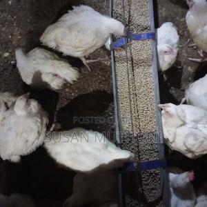 Broiler Chickens in Thika - Farm Animals, Susan Muthoni | Jiji.co.ke