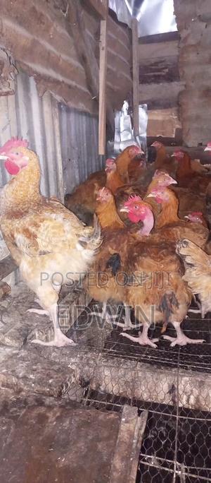 Improved Kienyeji Kenbro Chicken in Ruiru - Farm Animals, Edwin John ...
