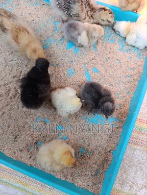 Silkies and Polish Bantams in Umoja - Farm Animals, Kyln Nyingi | Jiji ...