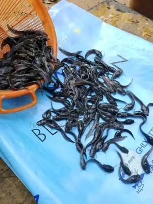 Quality Fish Fingerlings That Stand the Test of Time in Oloika - Farm ...