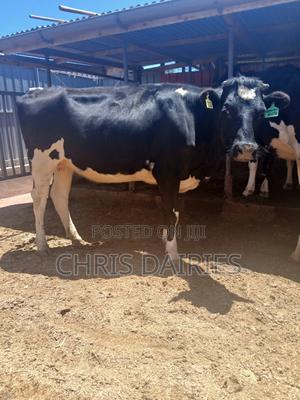 Pure Freshian Incalf Heifer. in Githunguri - Farm Animals, Chris ...
