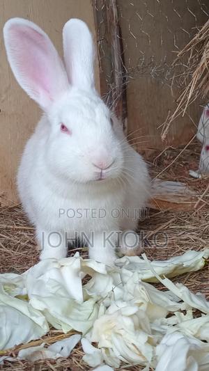 Rabbits Adult in Kabete - Farm Animals, John Kioko | Jiji.co.ke
