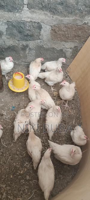 KENBROO Chicks in Nakuru Town East - Farm Animals, Niki Buba | Jiji.co.ke