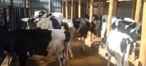 Weaner's Available. in Githunguri - Farm Animals, Esther Chege | Jiji.co.ke