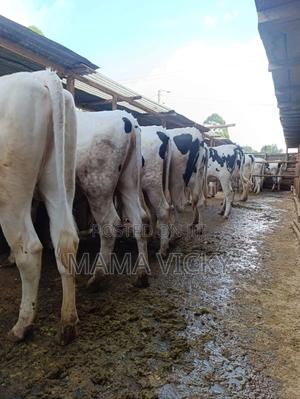 Incalf Heifers in Githunguri - Farm Animals, Esther Chege | Jiji.co.ke