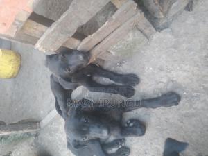 1-3 months Female Purebred Great Dane in Thika - Dogs & Puppies, Mary ...