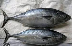 Frans Fish Poa in Kisauni - Fish, Mariah Virginia | Jiji.co.ke