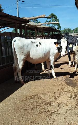 Big Dairy Cows in Githunguri - Farm Animals, Kuria Njenga | Jiji.co.ke