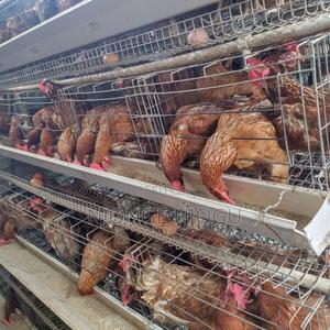 Ex Layers Chicken in Githunguri - Farm Animals, Njonge Njogu | Jiji.co.ke