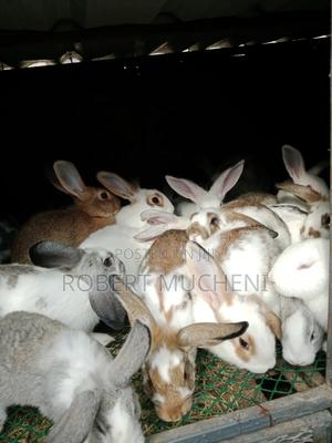 Hybrid Rabbits in Ruai - Farm Animals, Robert Mucheni | Jiji.co.ke
