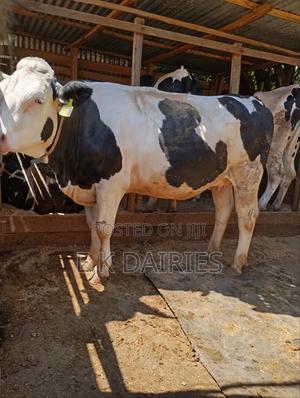 Super Giant Incalf Heifer in Githunguri - Farm Animals, Elijah Karoki ...